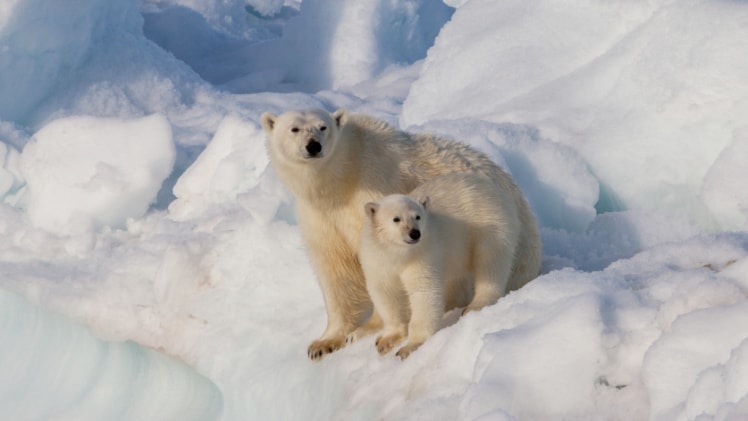 Mob Menagerie: Polar Bear | Minecraft